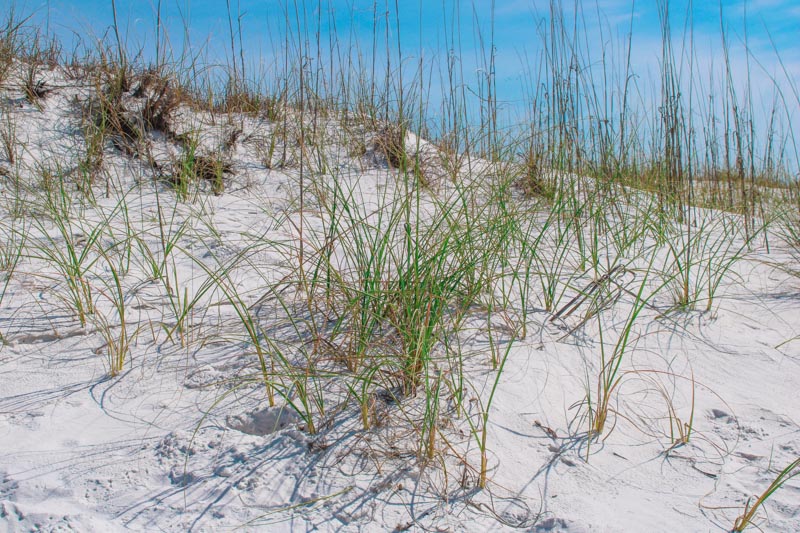 Shell Island Ferry | St. Andrews State Park & Shell Island
