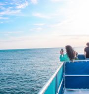 Sunset Dolphin Cruise | St. Andrews State Park & Shell Island